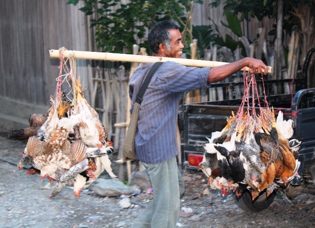 Pics | Timor-Leste Dental Program